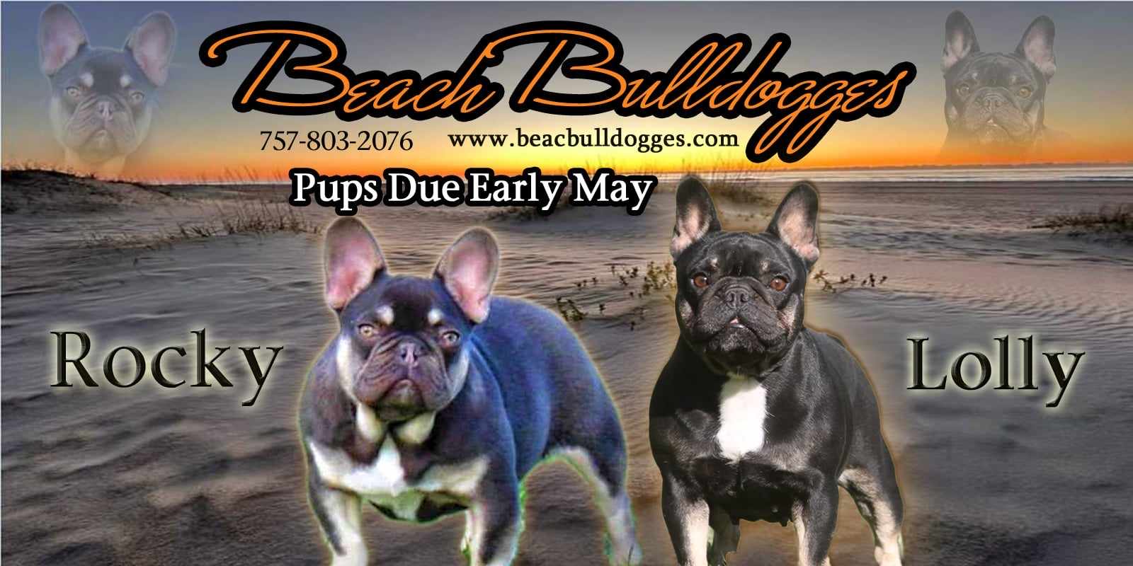 Beachbulldogges available puppies